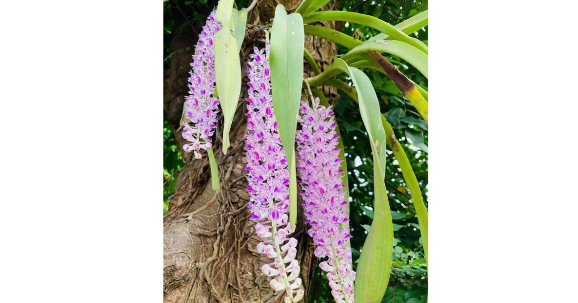 Assam State Symbol And Their Names | Assam Today